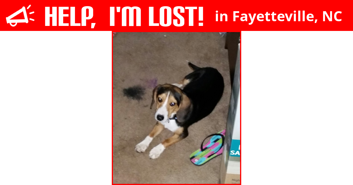 Lost Dog (Fayetteville, North Carolina) - Finley