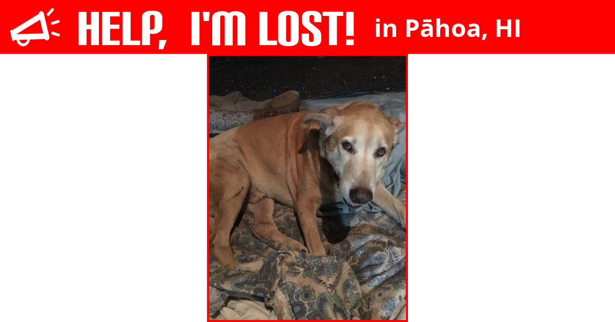Lost Dog (Pāhoa, Hawaii) - Adobo