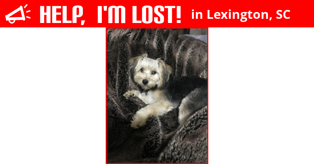 Lost Dog (Lexington, South Carolina) - Willow