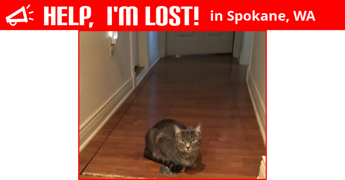 Lost Cat (Spokane, Washington) - Molly
