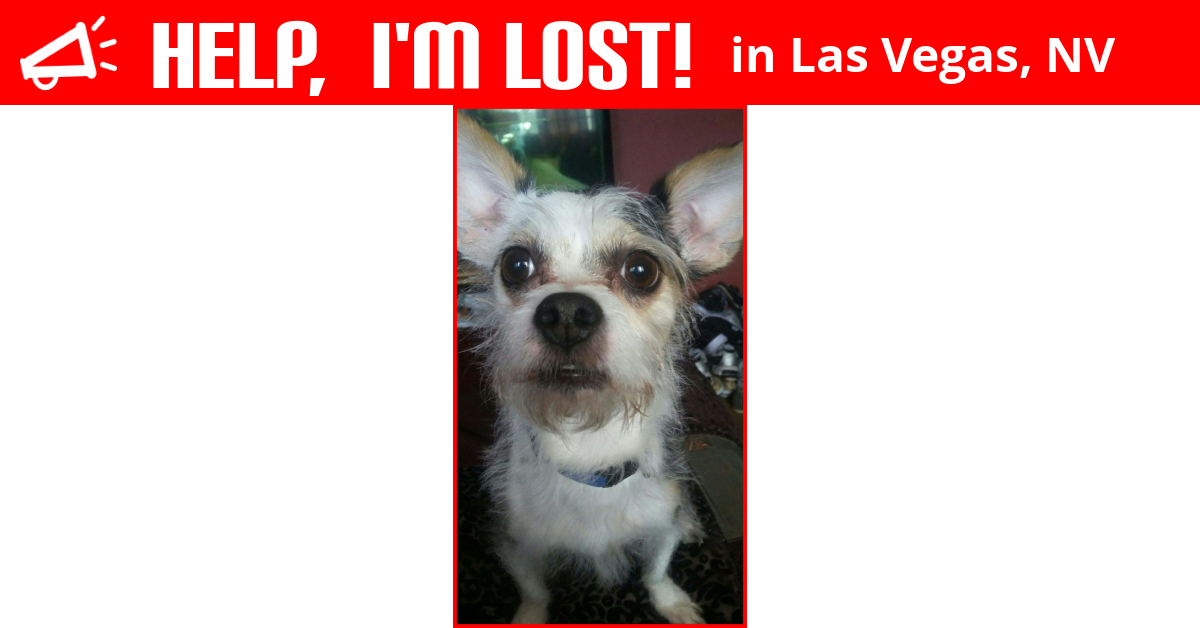 Lost Dog (Las Vegas, Nevada) - Princess Pebbles