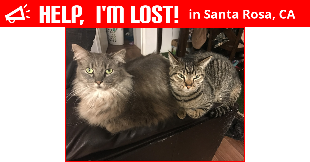 Lost Cat (Santa Rosa, California) - Cole