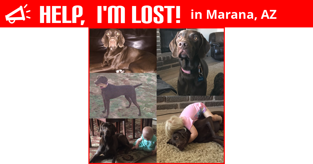Lost Dog (Marana, Arizona) - Ellie