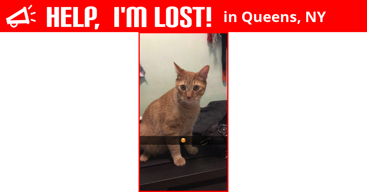 Lost Cat (Queens, New York) - Charlie