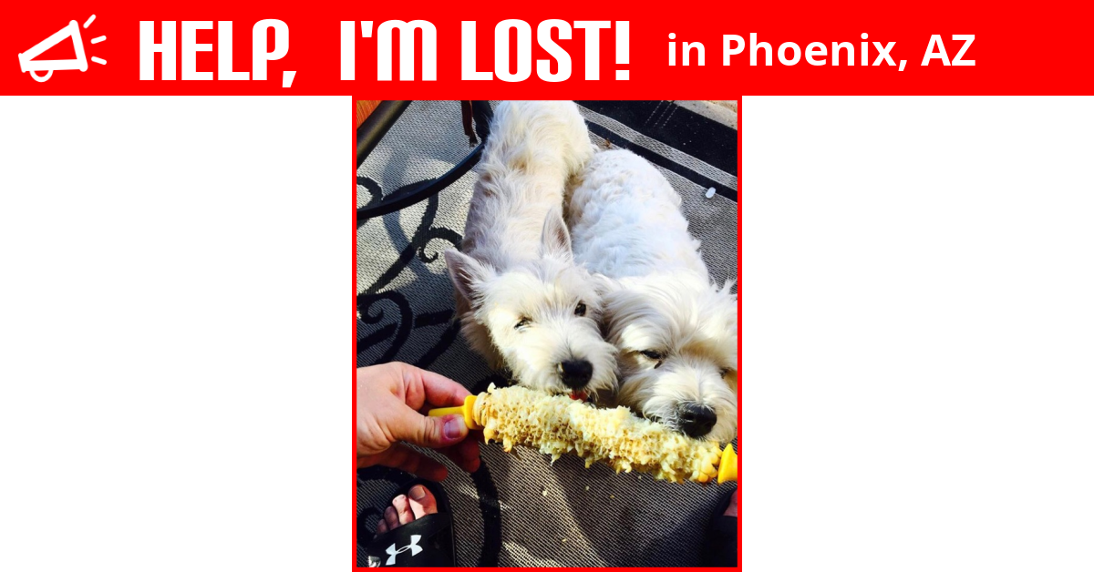 Lost Dog (Phoenix, Arizona) - Smoofie And Foxy