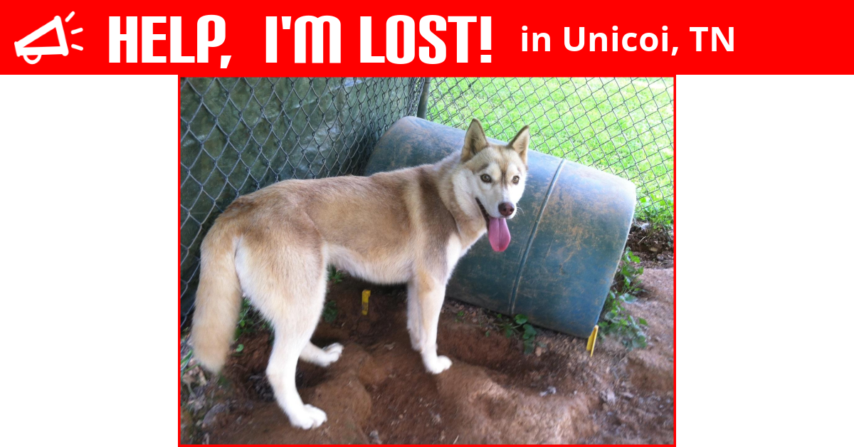 Lost Dog (Unicoi, Tennessee) - Athena