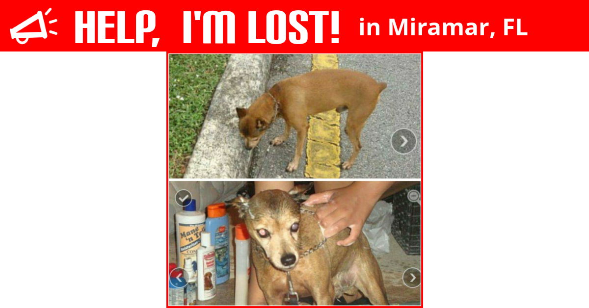 Lost Dog (Miramar, Florida) - Mojo