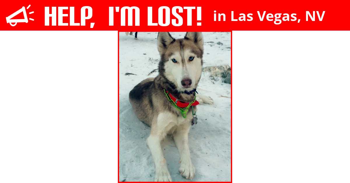 Lost Dog (Las Vegas, Nevada) - Mia