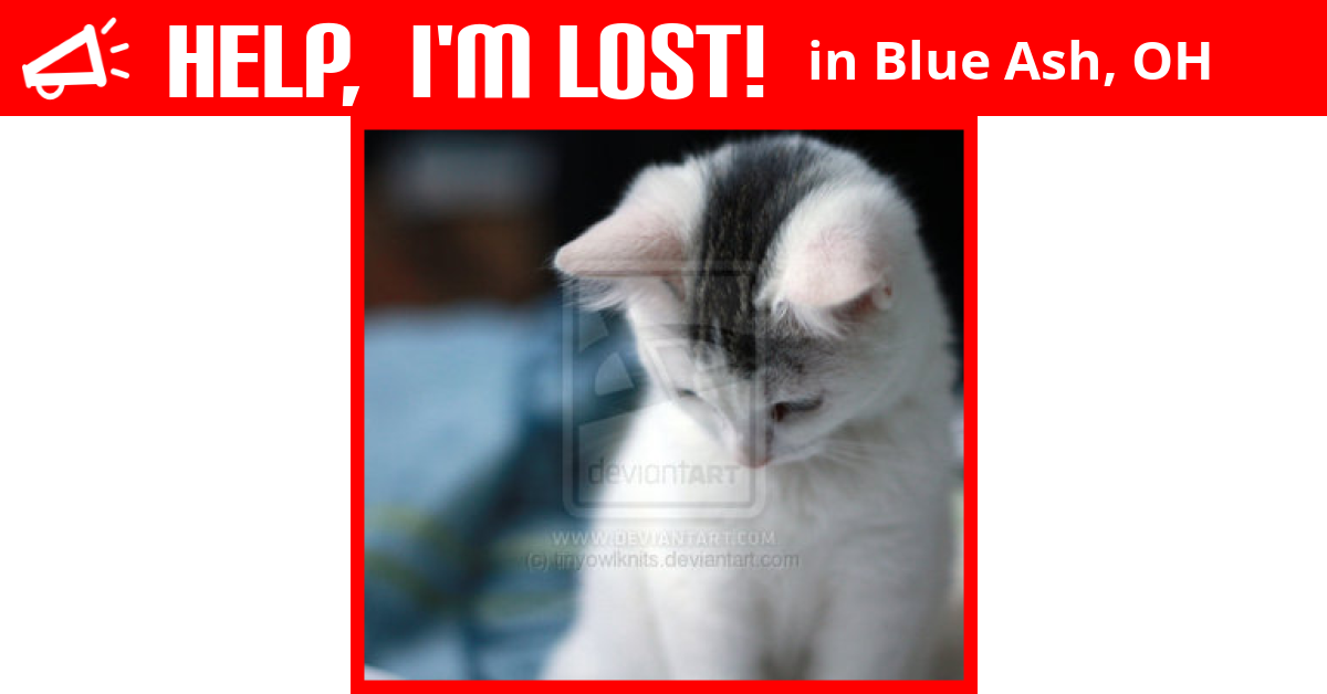 Lost Cat (Blue Ash, Ohio) - Blizzard