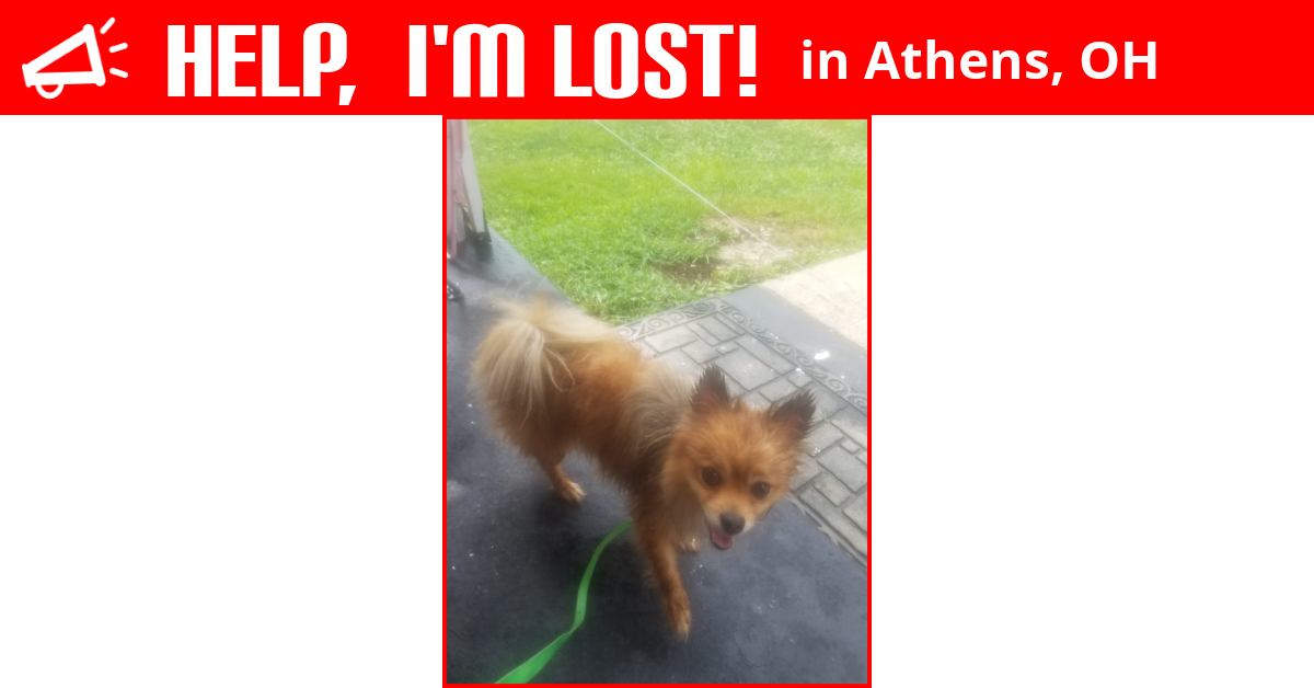 Lost Dog (Athens, Ohio) - Foxy