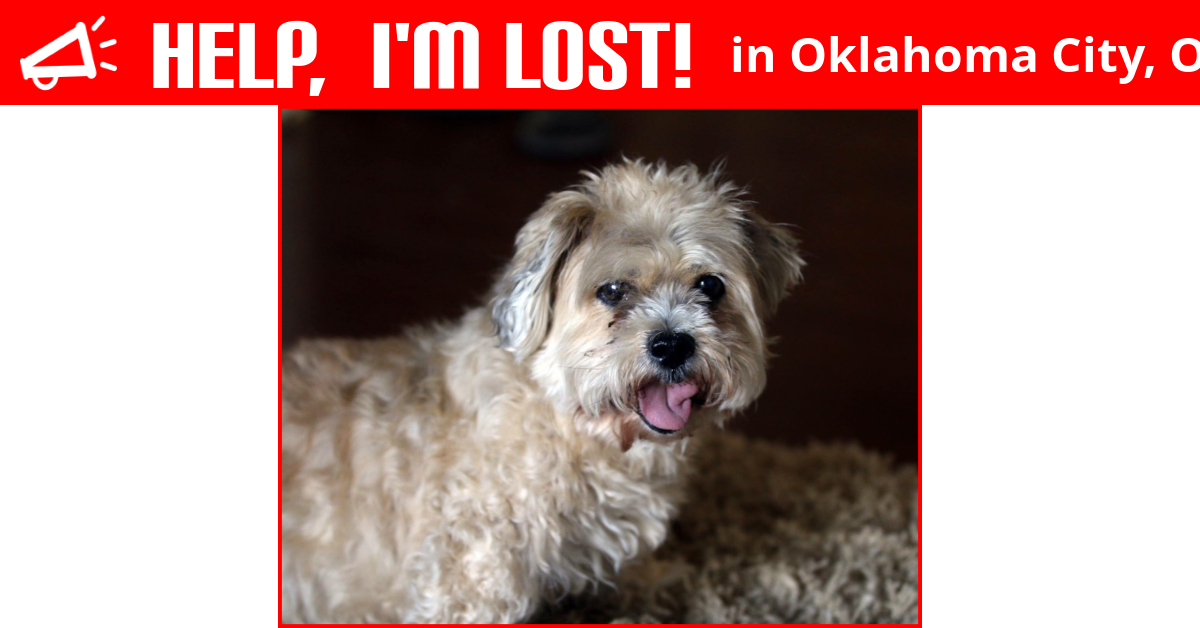 Lost Dog (Oklahoma City, Oklahoma) - Bugsy