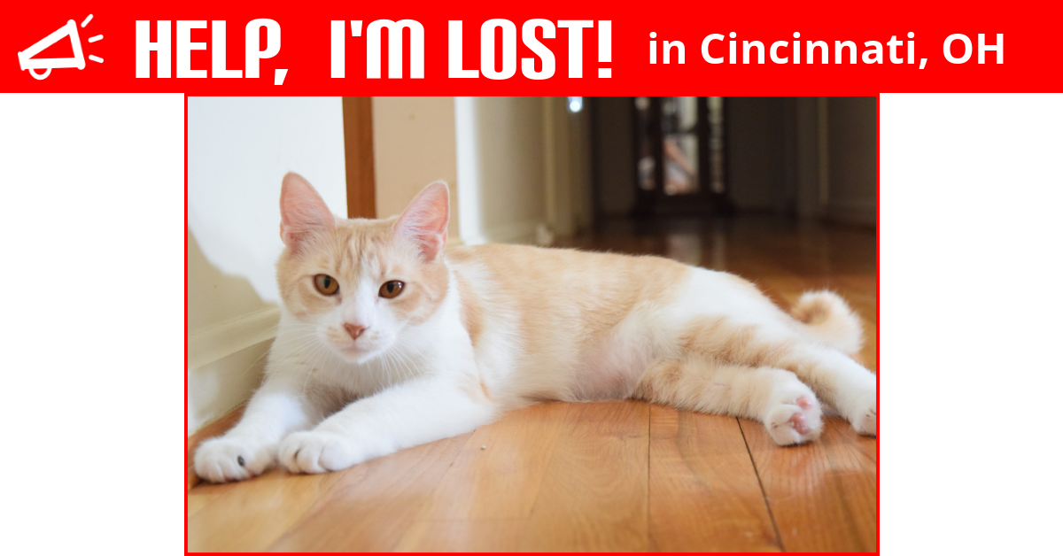 Lost Cat (Cincinnati, Ohio) - Cheeto