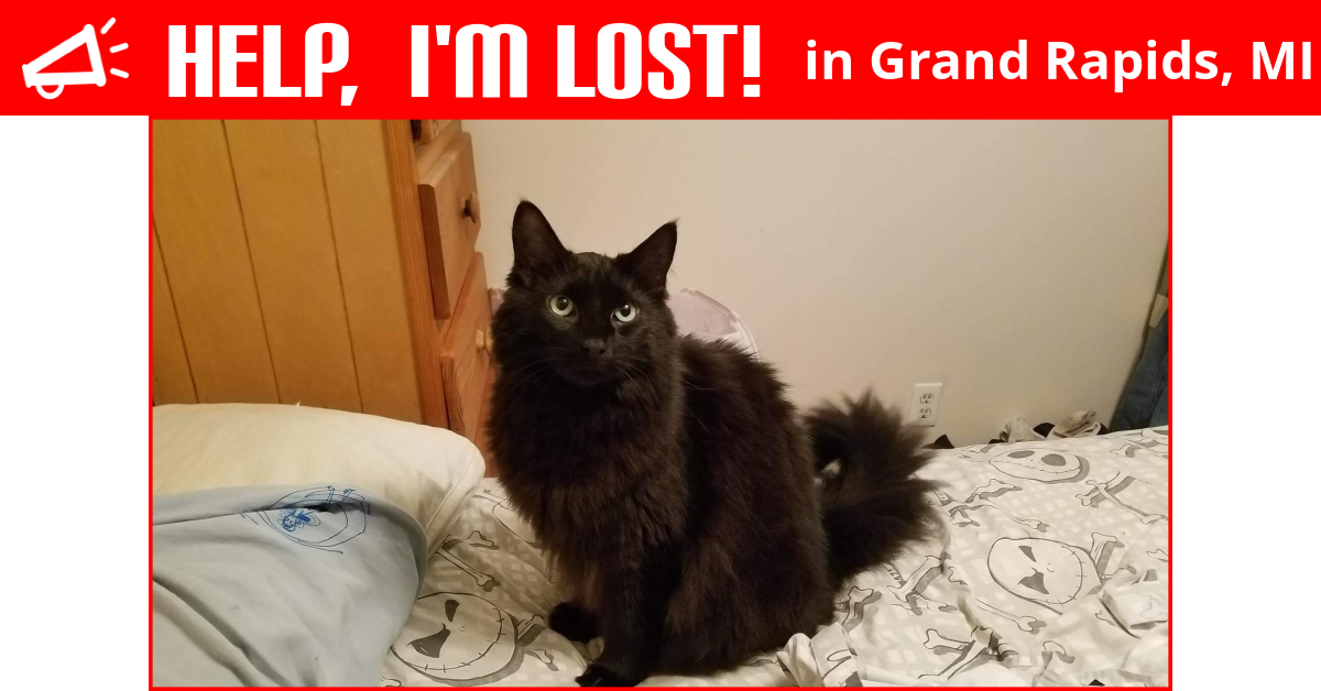 Lost Cat (Grand Rapids, Michigan) - Salem