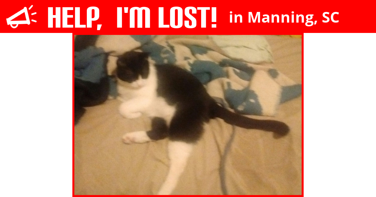 Lost Cat (Manning, South Carolina) - Normie