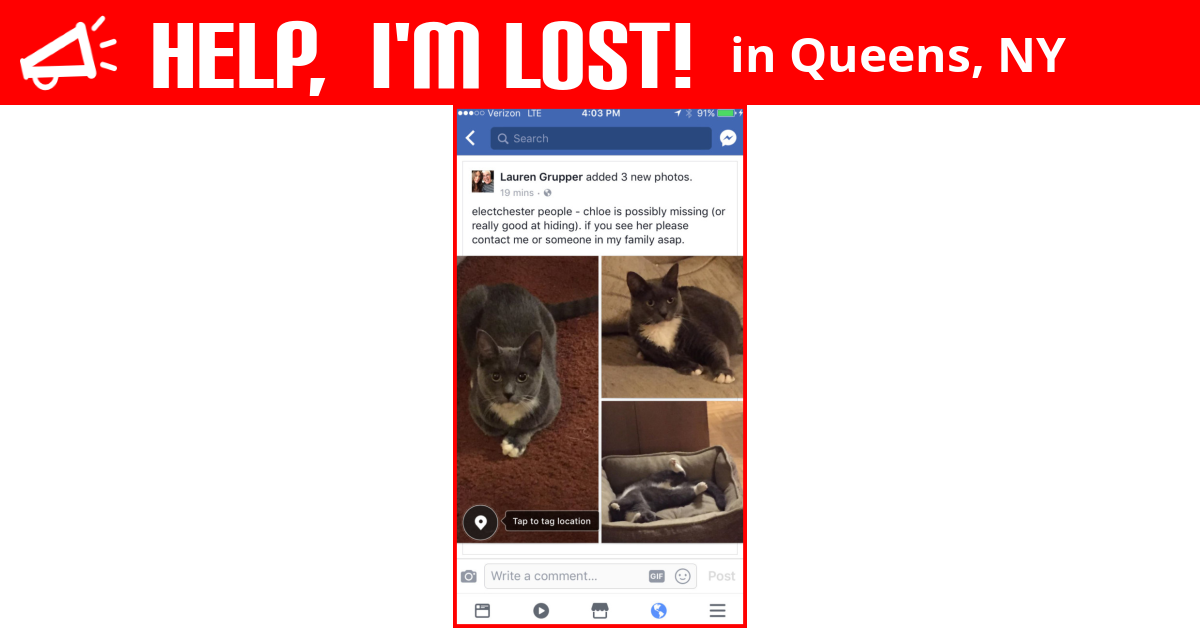Lost Cat (Queens, New York) - Chloe