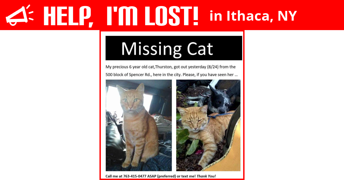 Lost Cat (Ithaca, New York) - Thurston