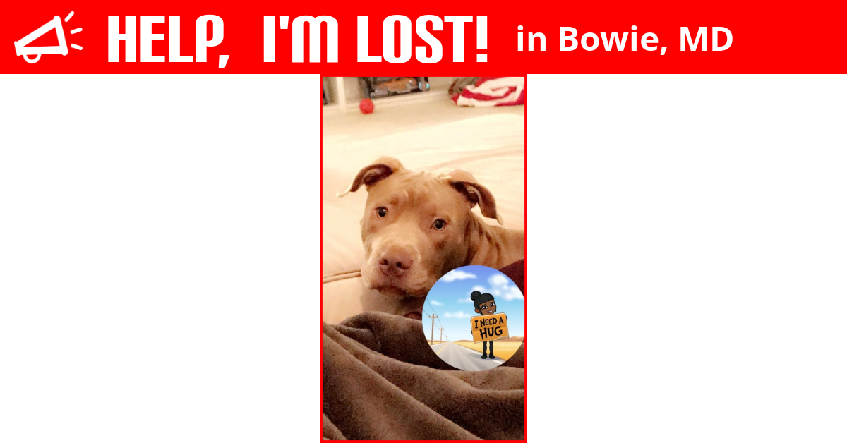 Lost Dog (Bowie, Maryland) - Napoleon