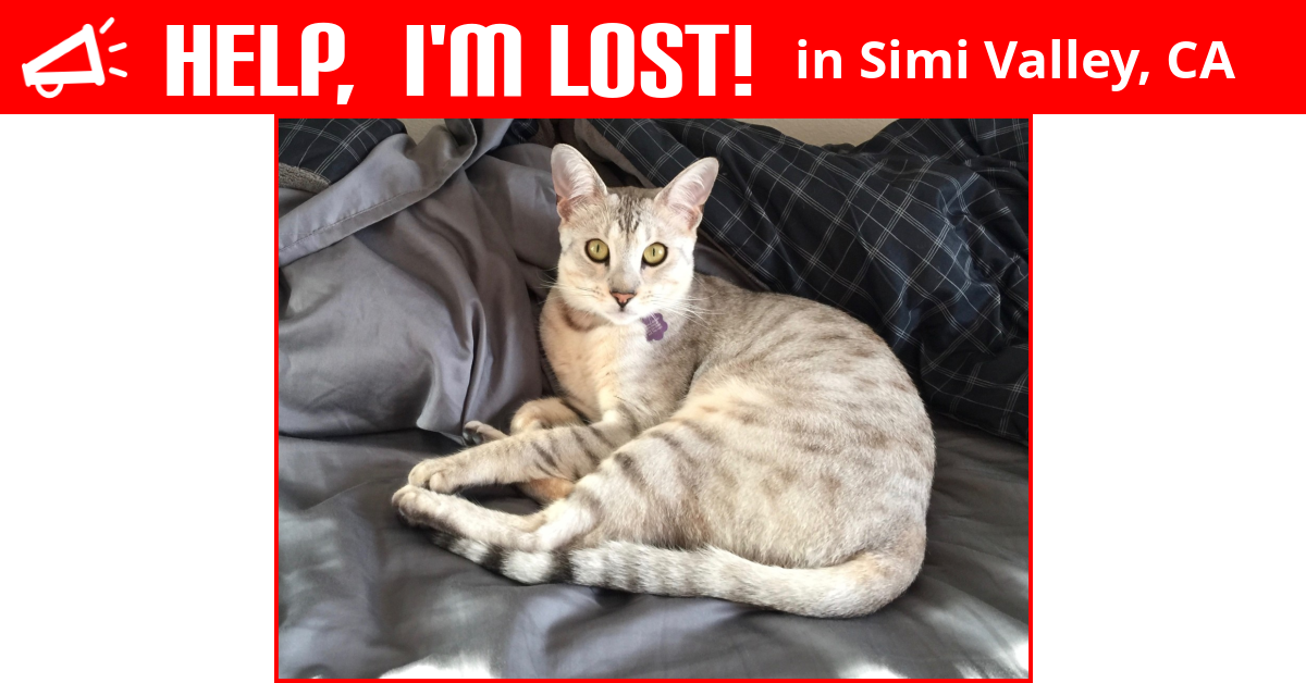 Lost Cat (Simi Valley, California) - Wookie