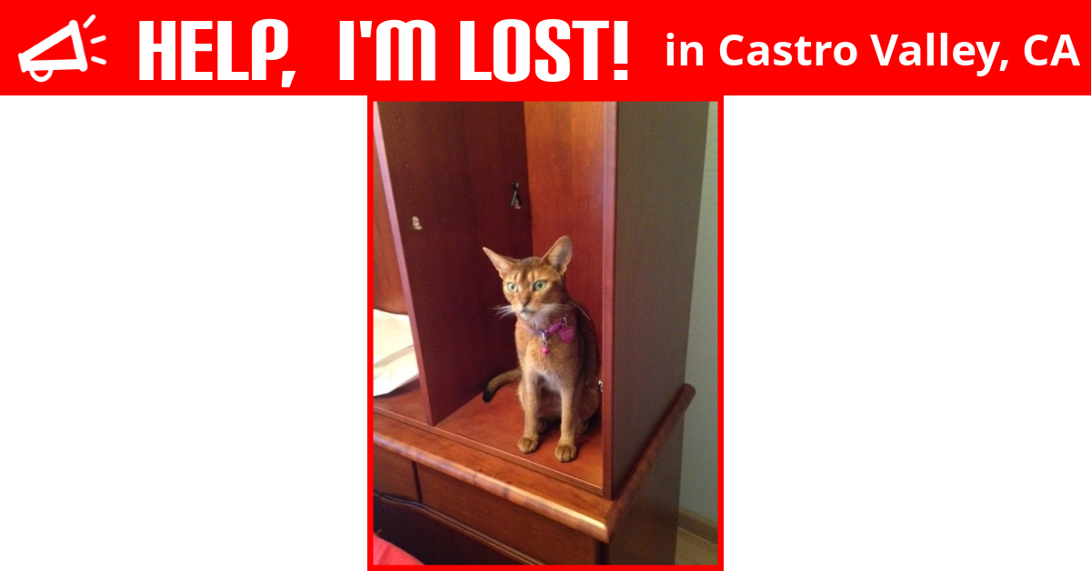 Lost Cat (Castro Valley, California) - Beignet