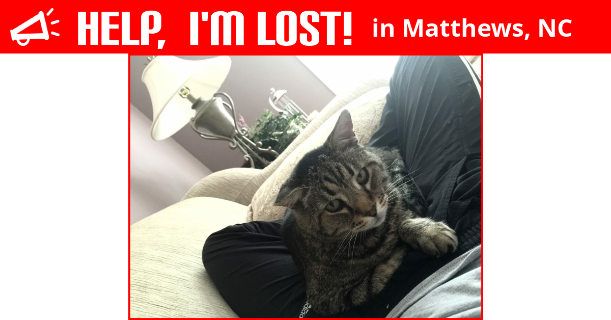 Lost Cat (Matthews, North Carolina) - Mr Bean