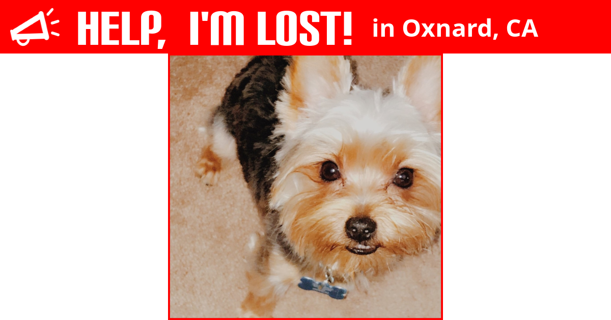 Lost Dog (Oxnard, California) - Jacob