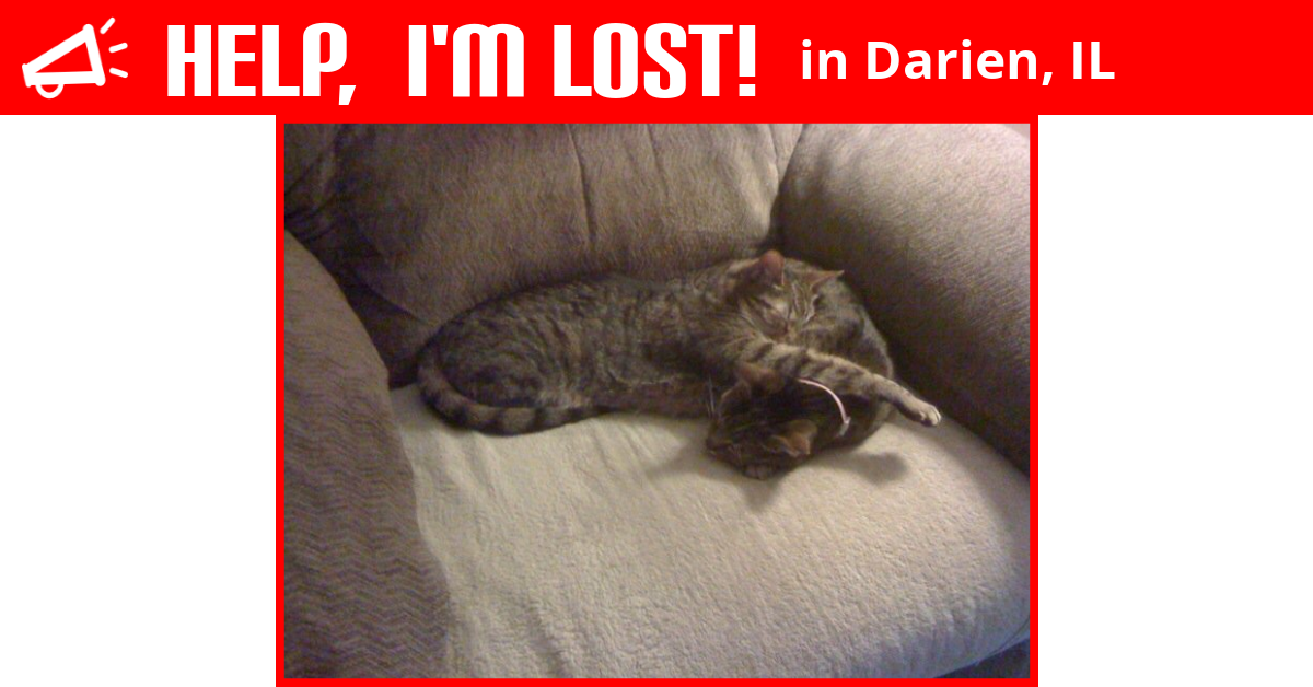Lost Cat (Darien, Illinois) - Sophia