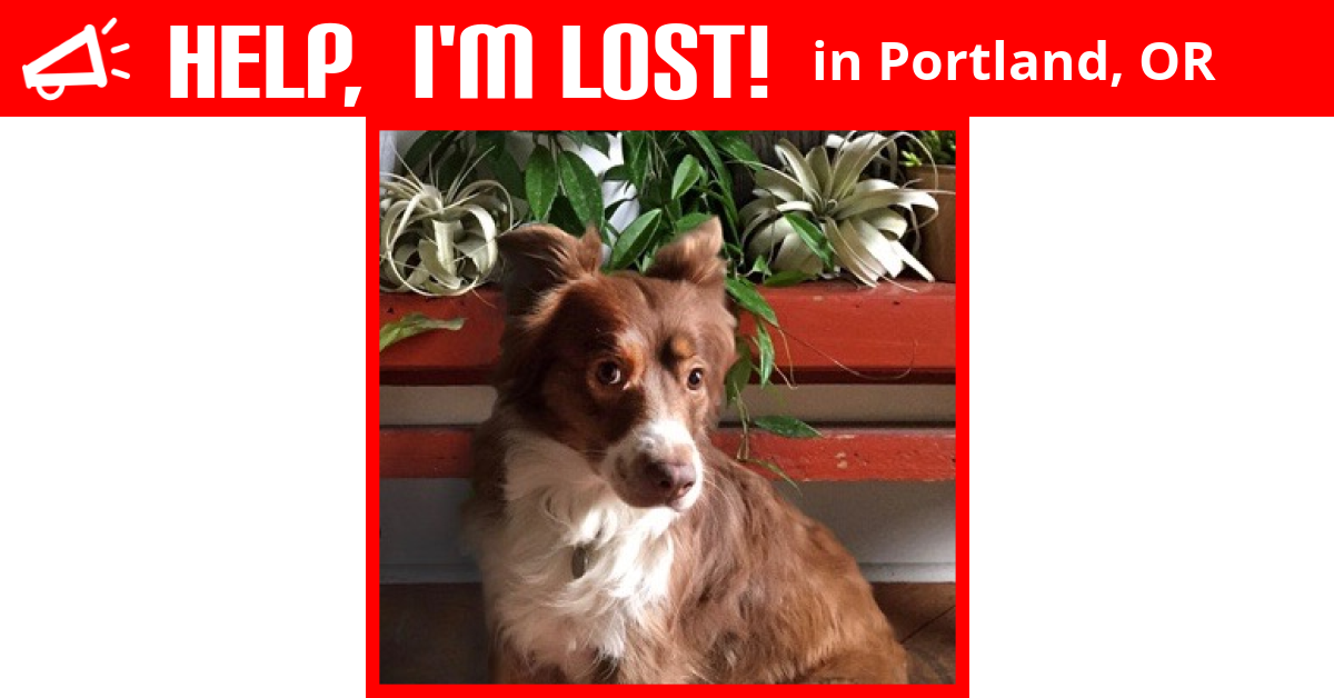 Lost Dog (Portland, Oregon) - Tessa
