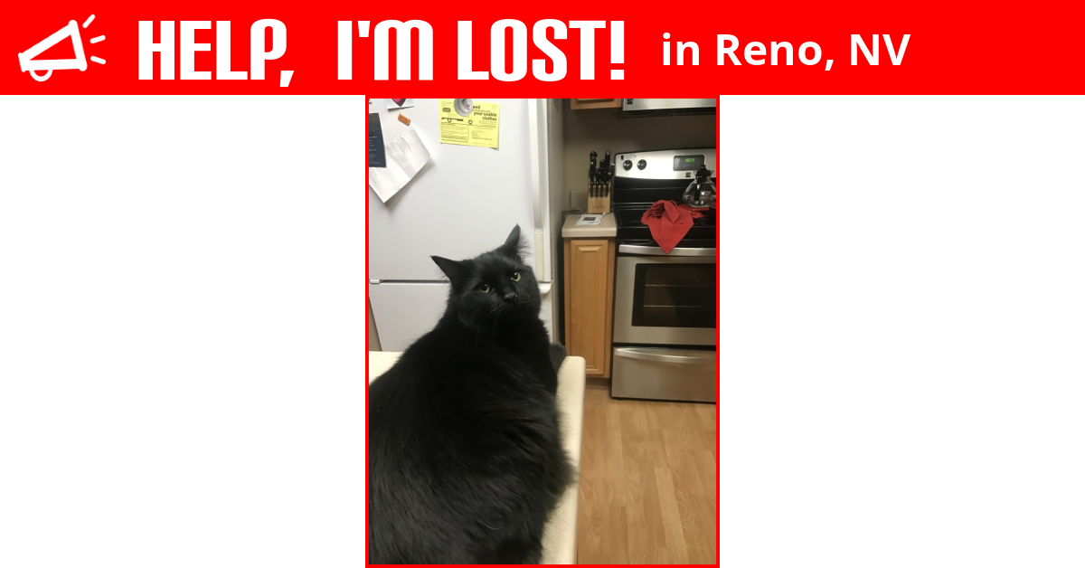 Lost Cat (Reno, Nevada) - Rick James