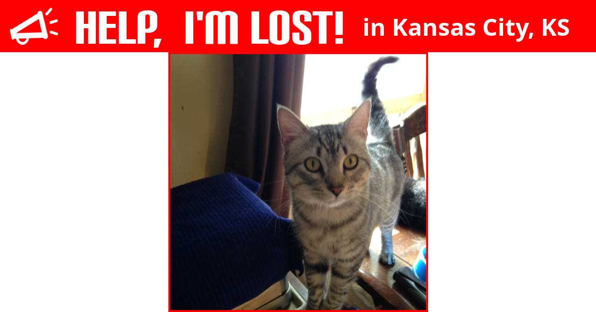 Lost Cat (Kansas City, Kansas) - Kit Kat