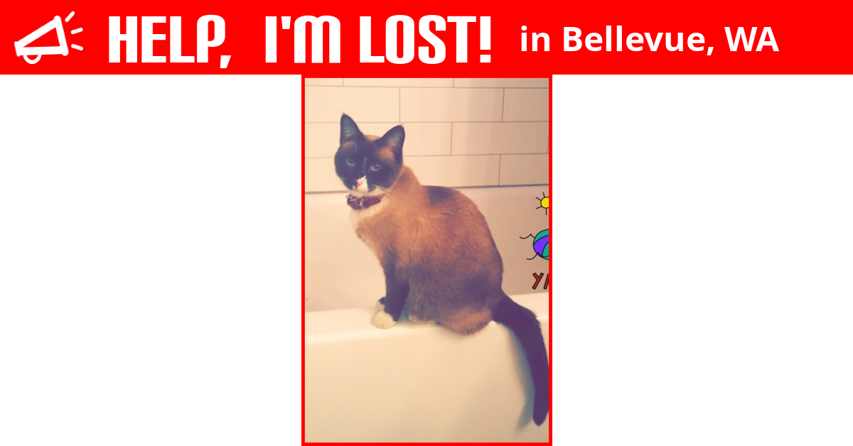 Lost Cat (Bellevue, Washington) - Vixen