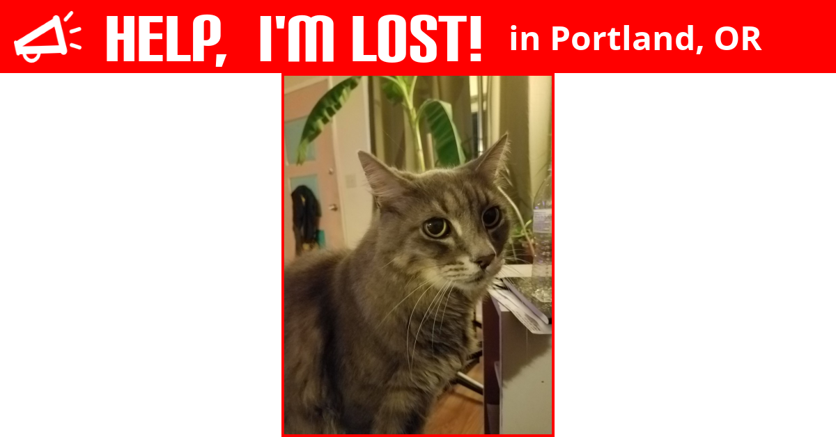 Lost Cat (Portland, Oregon) - Max