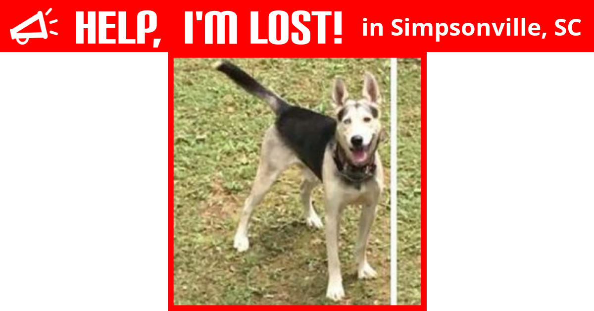 Lost Dog (Simpsonville, South Carolina) - Toby