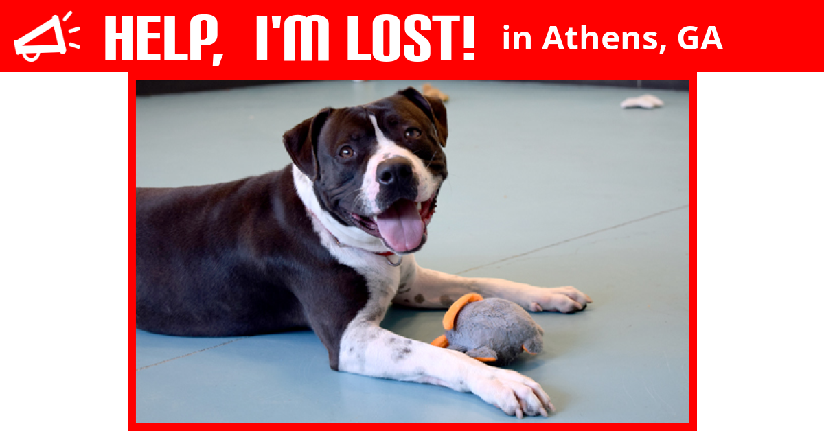 Lost Dog (Athens, Georgia) - Mama
