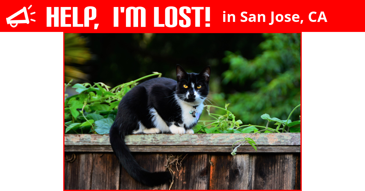Lost Cat (San Jose, California) - Oreo