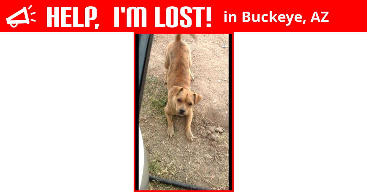 Lost Dog (Buckeye, Arizona) - Kion