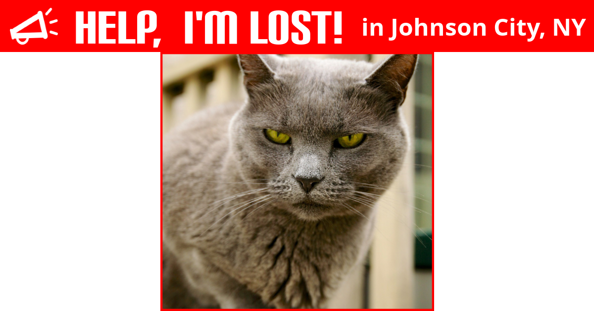 Lost Cat (Johnson City, New York) - Julia