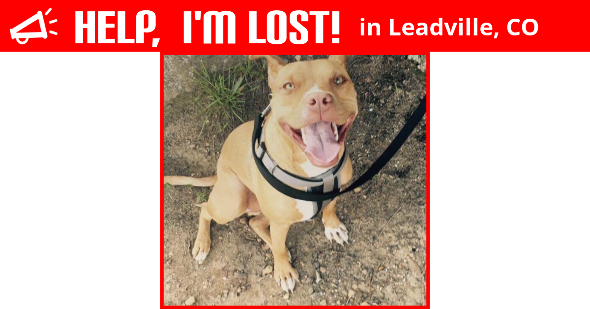 Lost Dog (Leadville, Colorado) - Luda