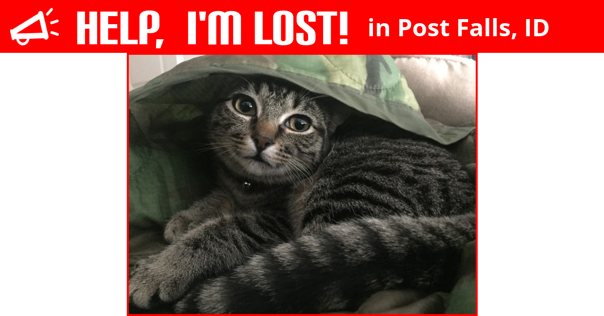 Lost Cat (Post Falls, Idaho) - Ruby
