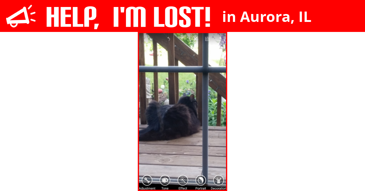Lost Cat (Aurora, Illinois) - Weiser
