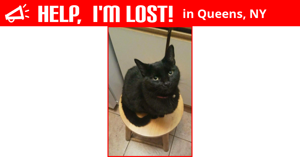 Lost Cat (Queens, New York) - Arya