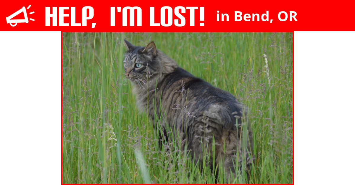 Lost Cat (Bend, Oregon) - Badger