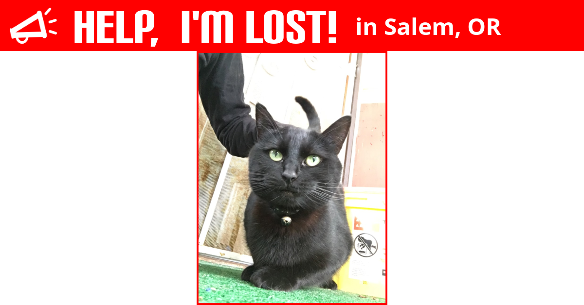 Lost Cat (Salem, Oregon) - Mittens