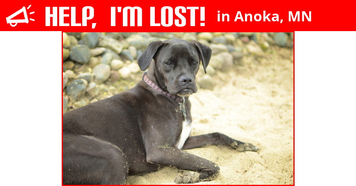 Lost Dog (Anoka, Minnesota) - Izzy