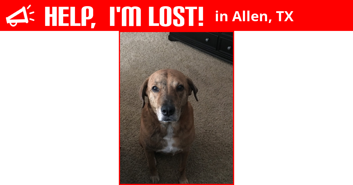 Lost Dog (Allen, Texas) - Luke