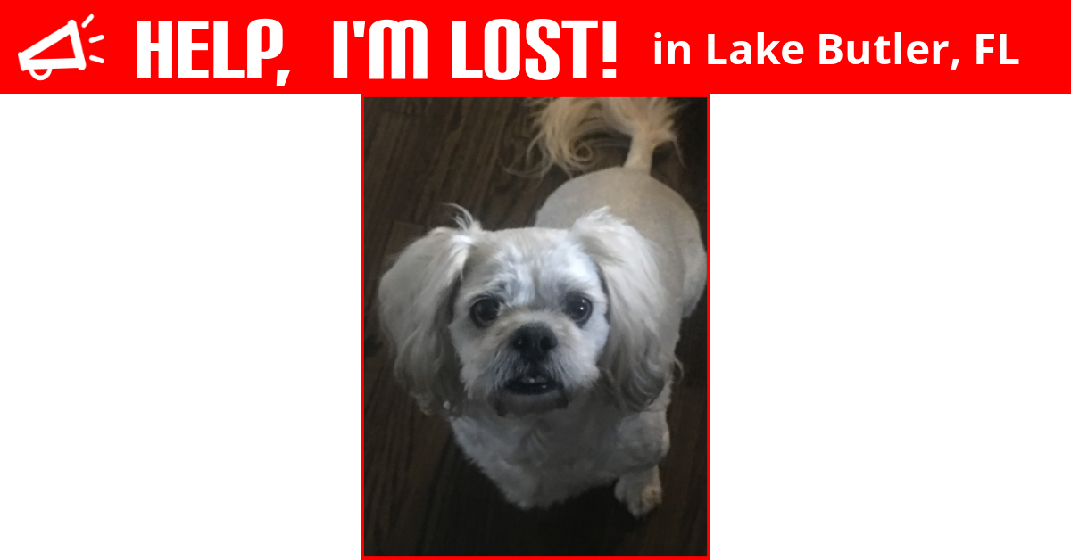 Lost Dog (Lake Butler, Florida) - Tyger