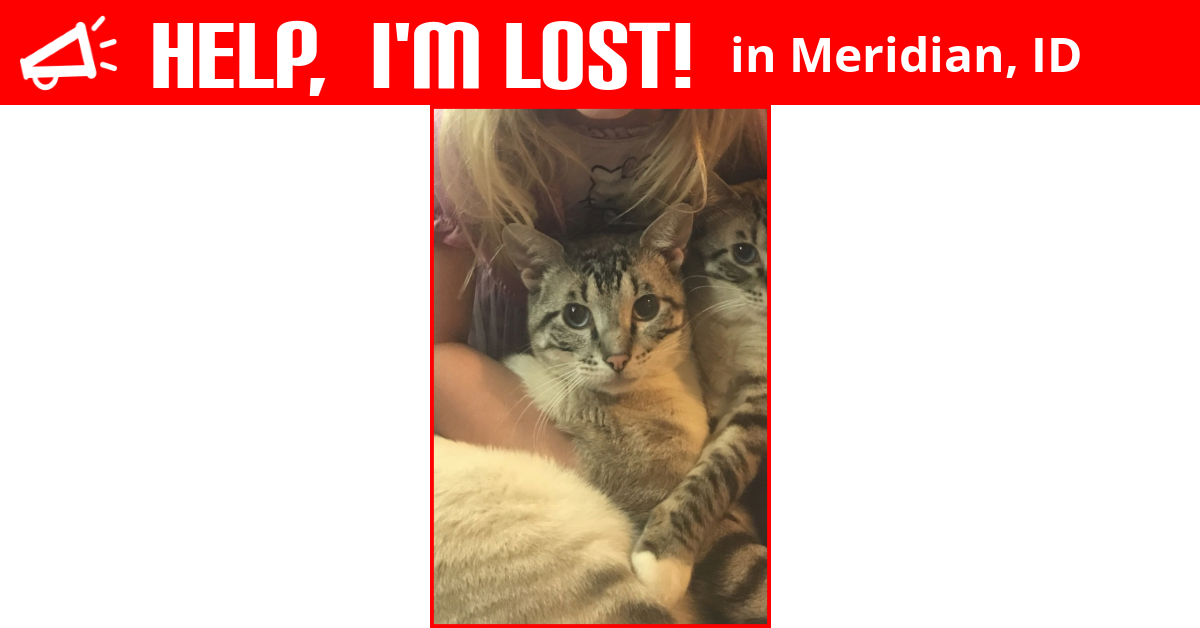Lost Cat (Meridian, Idaho) - Marvin