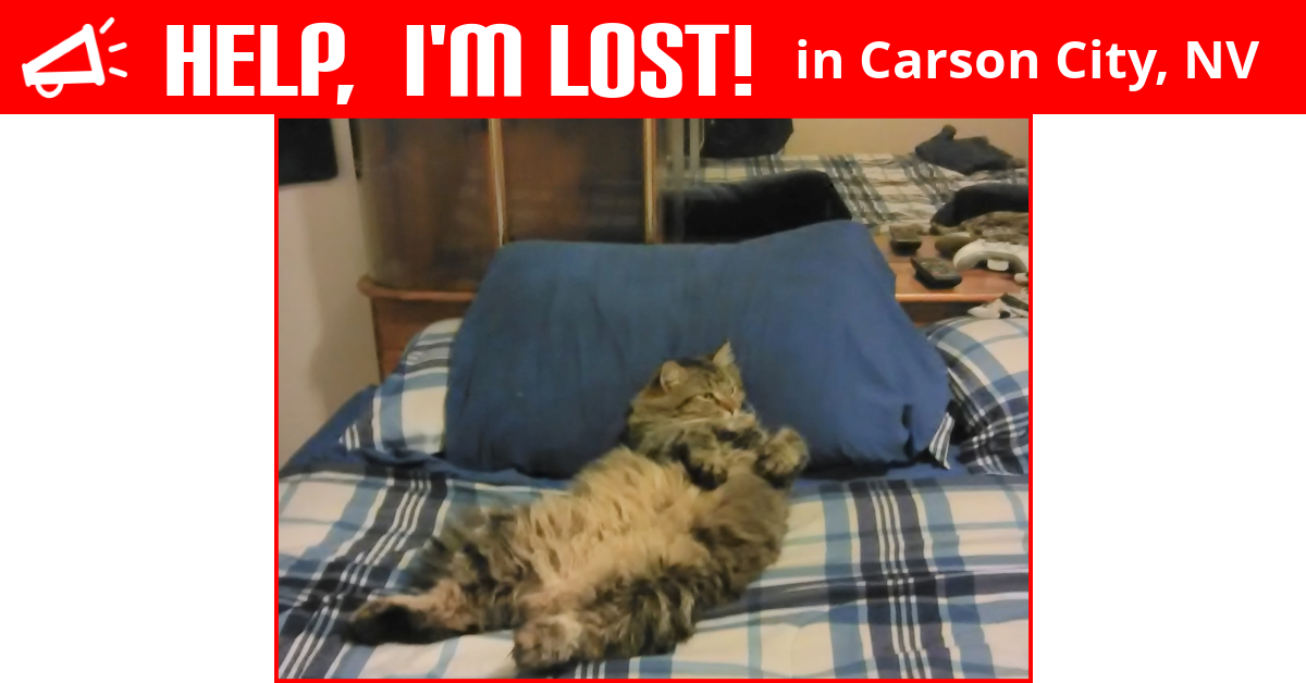Lost Cat (Carson City, Nevada) - Jodah