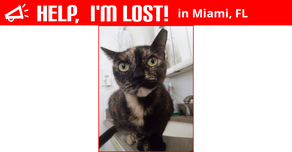 Lost Cat (Miami, Florida) - Tabby