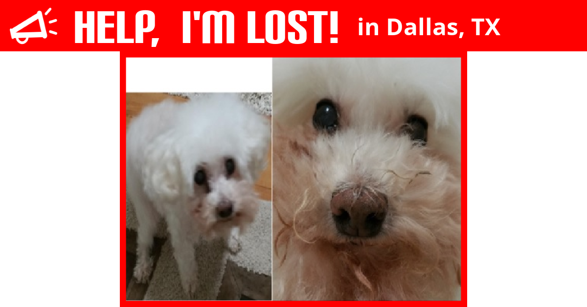 Lost Dog (Dallas, Texas) - Petri