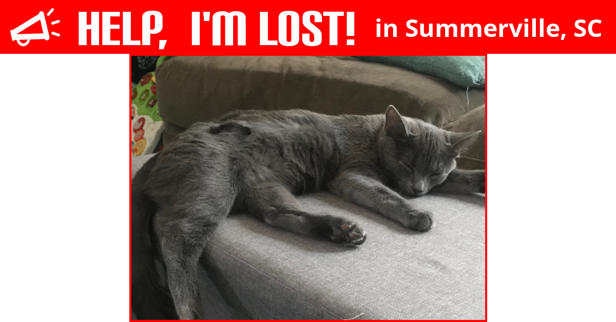 Lost Cat (Summerville, South Carolina) - Flufflykins